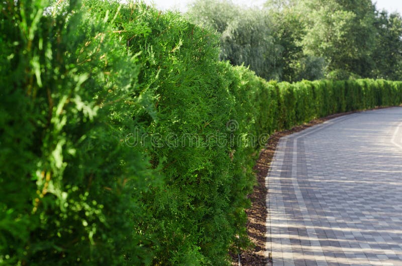 A Trail Along the Trees of the Bushes Stock Image - Image of nature ...