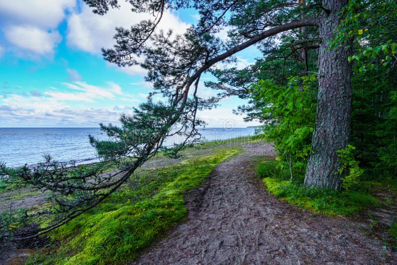 Path Along the Unspoilt Beach among Trees with Fallen Branches. Stock ...