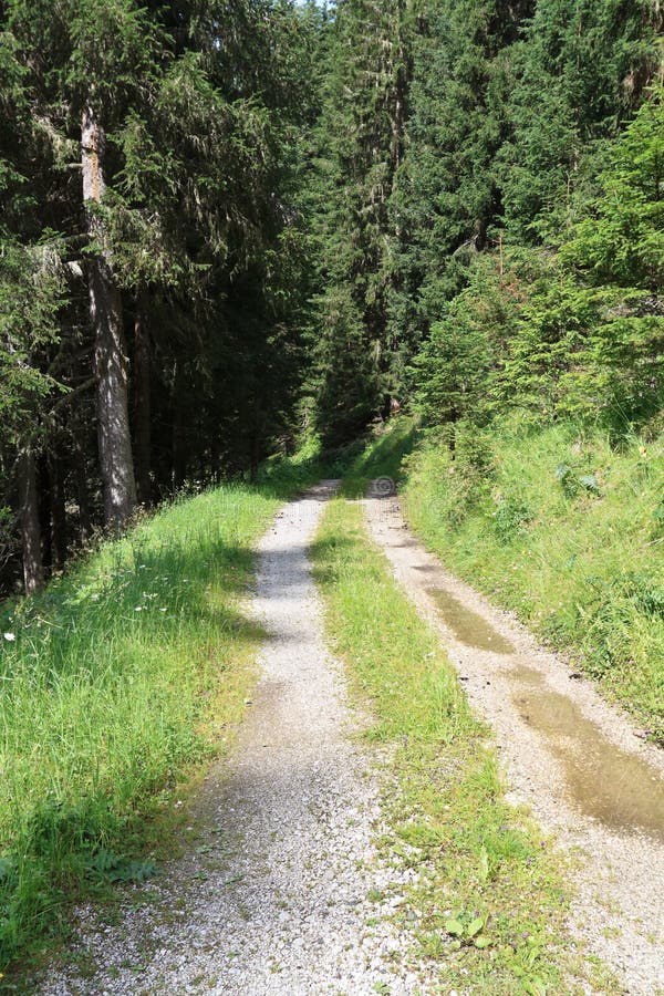 Path on alpine forest stock photo. Image of summer, plant - 27735358