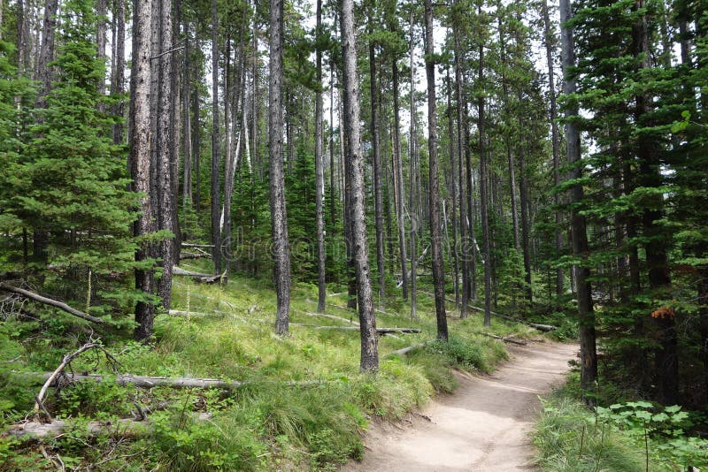 A Path through an Alpine Forest in Canada. Stock Photo - Image of ...