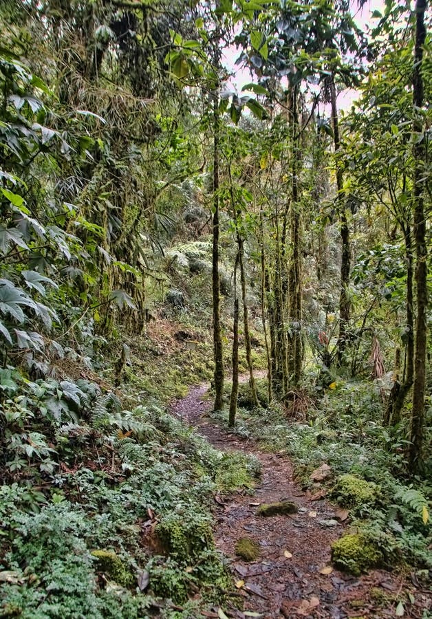 Path through the Amazonian Rainforest of Ecuador Stock Photo - Image of ...