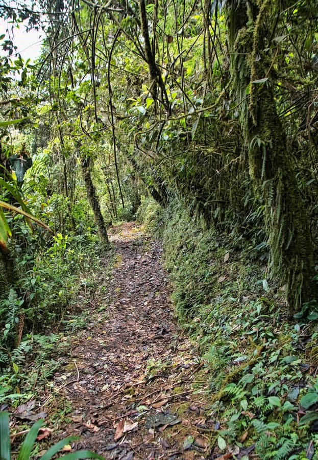 Path through the Amazonian Rainforest of Ecuador Stock Photo - Image of ...