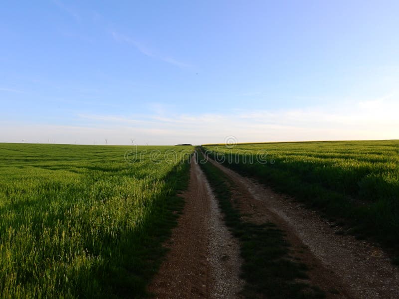 A path amidst wheat fields stock image. Image of hill - 270272807