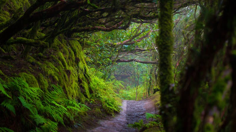 Path in Anaga Rainforest on Tenerife Island Stock Photo - Image of ...