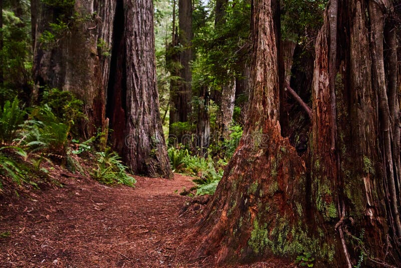 Path through Ancient Redwoods Forest in California Stock Image - Image ...