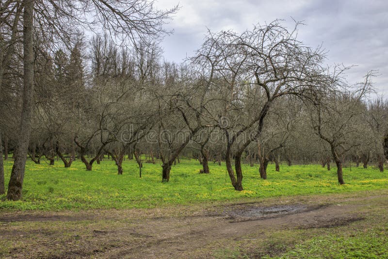 A Path through the Apple Orchard. Early Spring Stock Photo - Image of ...