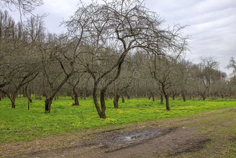 A Path through the Apple Orchard. Early Spring Stock Image - Image of ...