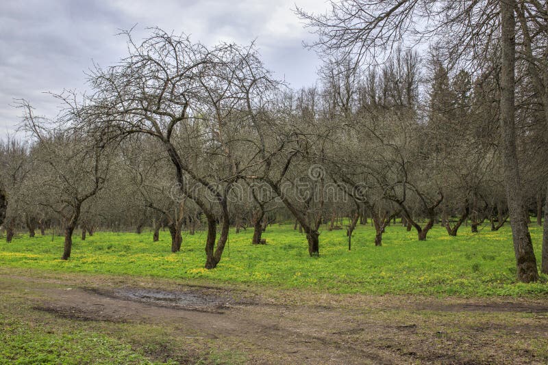 A Path through the Apple Orchard. Early Spring Stock Photo - Image of ...