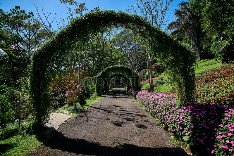 Path with Arches Covered with Plants in Costa Rica Stock Photo - Image ...