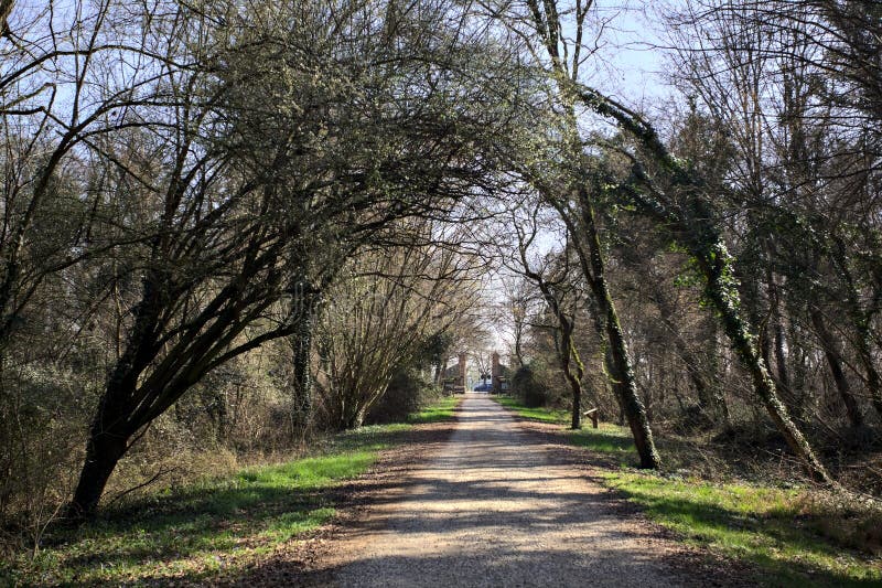 Path with arching trees stock image. Image of nature - 368850955