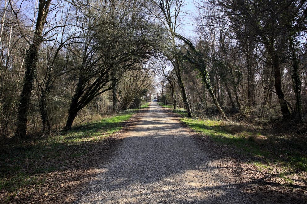 Path with arching trees stock image. Image of countryside - 368851131