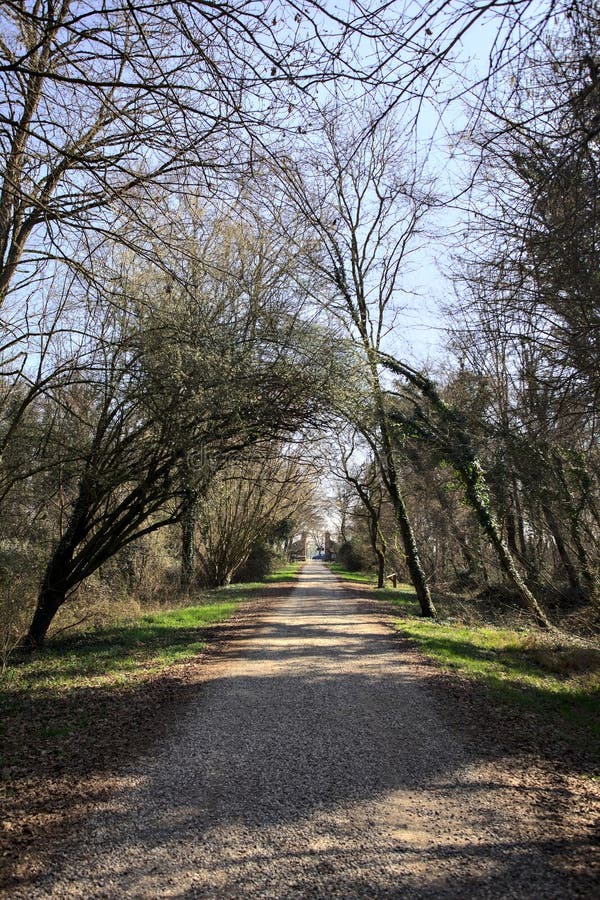Path with arching trees stock image. Image of brown - 368851789