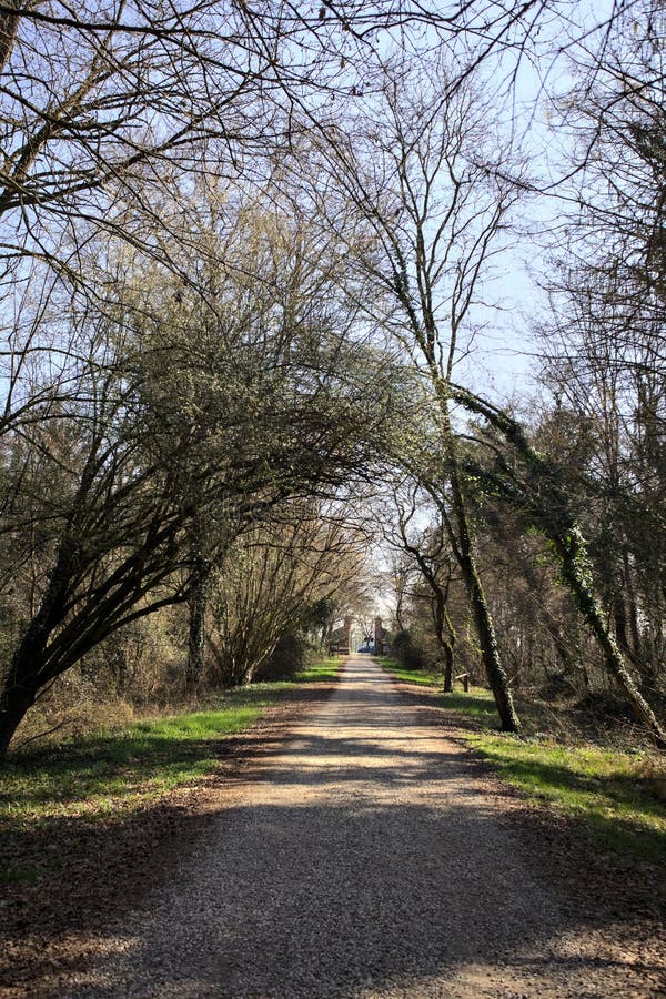 Path with arching trees stock photo. Image of outdoor - 368851940
