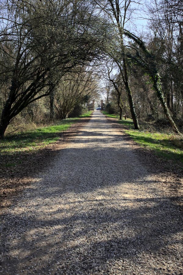 Path with arching trees stock photo. Image of wood, environment - 368852028