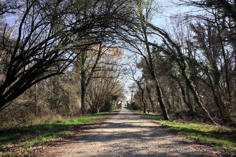 Path with arching trees stock image. Image of peace - 368855841