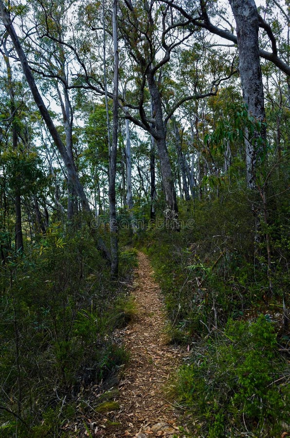 Path through Australian Rainforest Stock Image - Image of vegetation ...