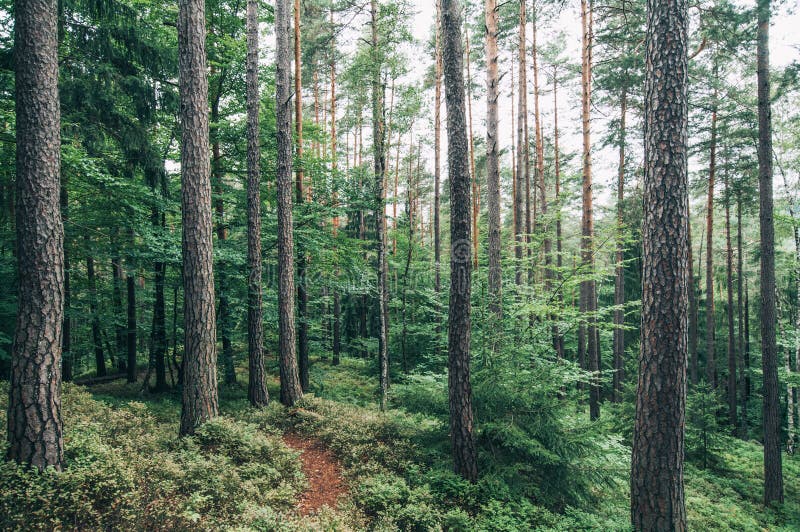 Path in the Austrian Forest Stock Photo - Image of asutria, summer ...