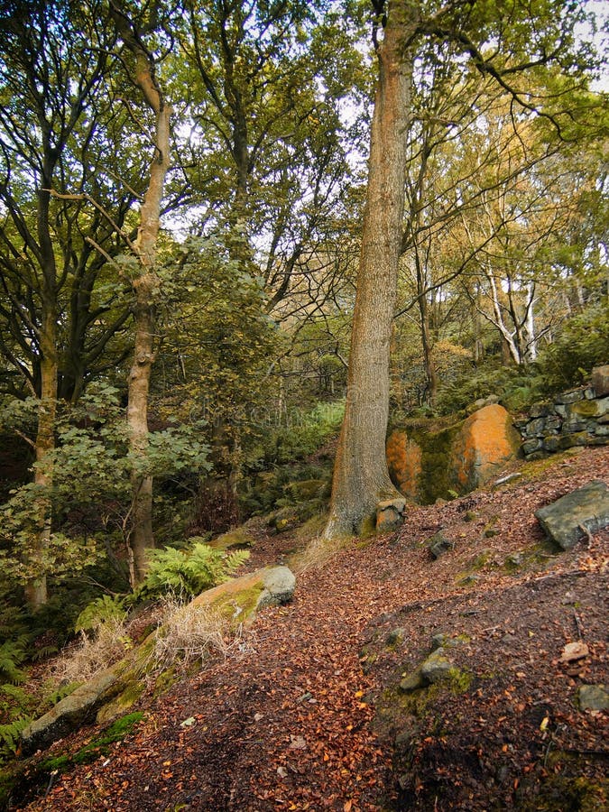 Path in an Autumn Beech Forest on a Steep Hillside with Fallen Leaves ...