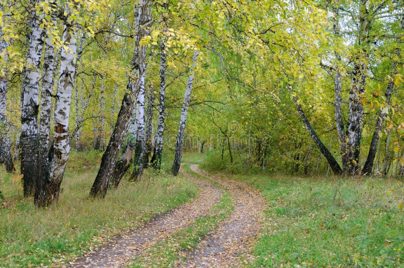 Path in Autumn Birch Forest Stock Photo - Image of precipice, road ...