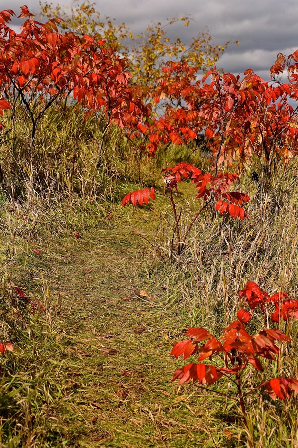 A Path through the Autumn Colored Sumac Stock Photo - Image of flora ...