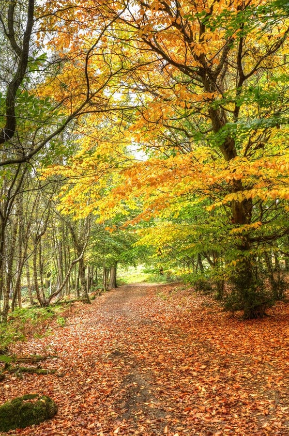 Path through Autumn Fall Colorful Forest Stock Photo - Image of path ...