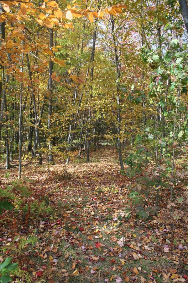 Path of autumn foliage stock photo. Image of botany, hike - 11550704