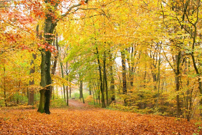 Path in autumn forest stock photo. Image of fall, path - 16766256