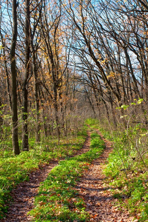 Path in autumn forest stock image. Image of nature, foliage - 27827237