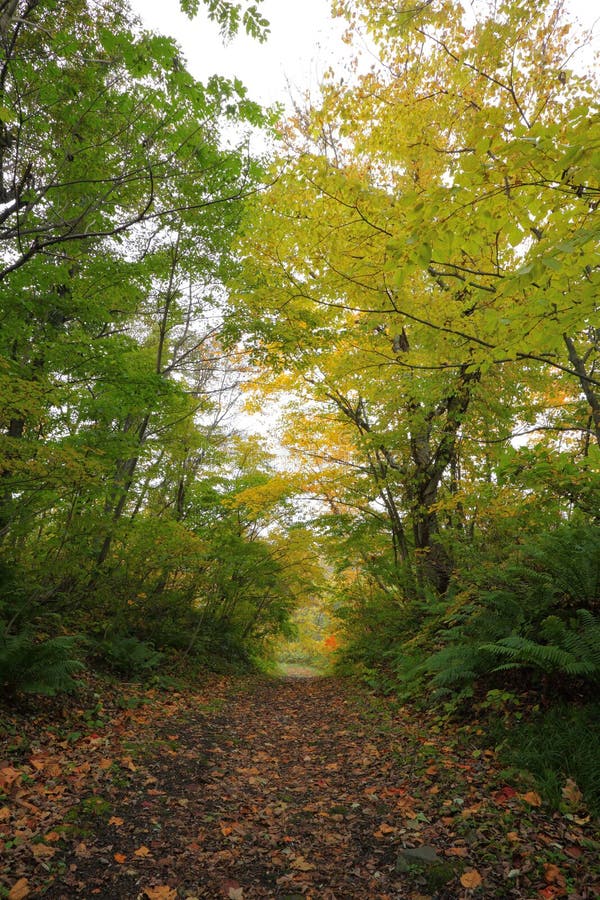 Beautiful Fall stream stock image. Image of running, landscape - 27465901