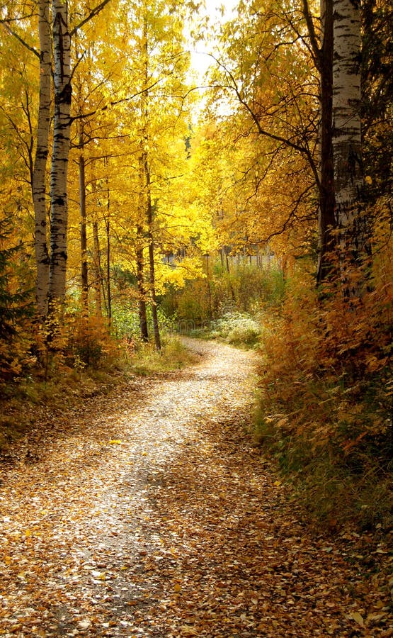 Path through the Magic Forest Stock Photo - Image of environment, magic ...