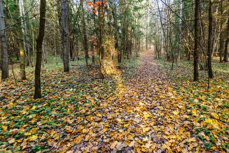 Path in the Autumn Forest Going into the Distance Stock Image - Image ...