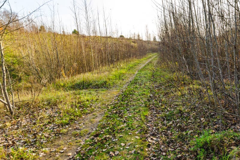 Path in the Autumn Forest Going into the Distance Stock Image - Image ...