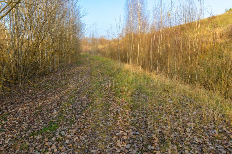 Path in the Autumn Forest Going into the Distance Stock Image - Image ...