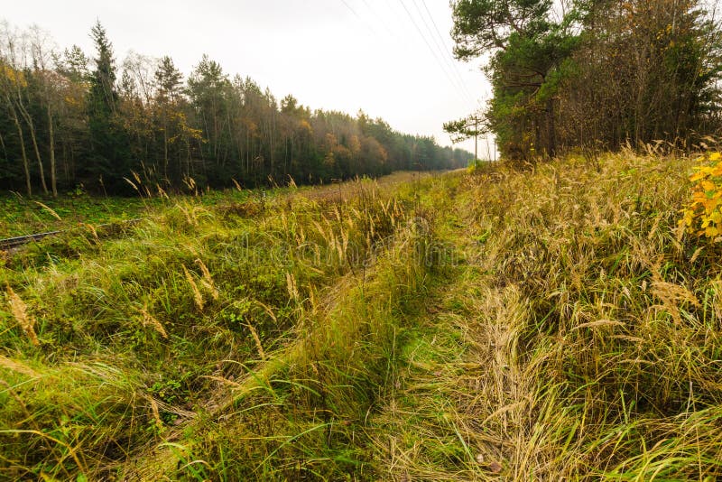 Path in the Autumn Forest. Forest Road Going into the Distance Stock ...