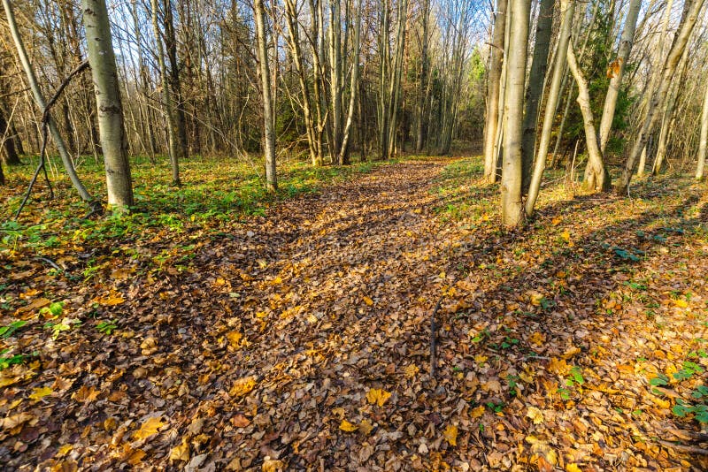 Path In The Autumn Forest Going Into The Distance Stock Photo - Image ...