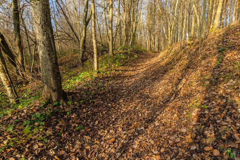 Path in the Autumn Forest Going into the Distance Stock Photo - Image ...