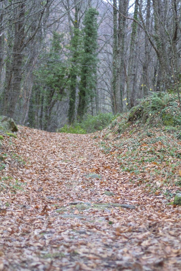 Path in Autumn in a Forest with Ground Covered with Vertical Leaves ...