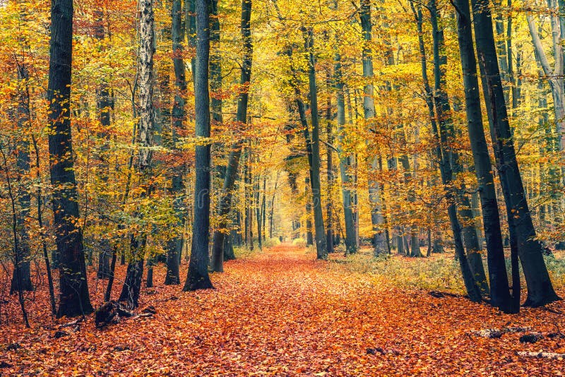 Path in autumn forest stock photo. Image of pathway, scenics - 78051152