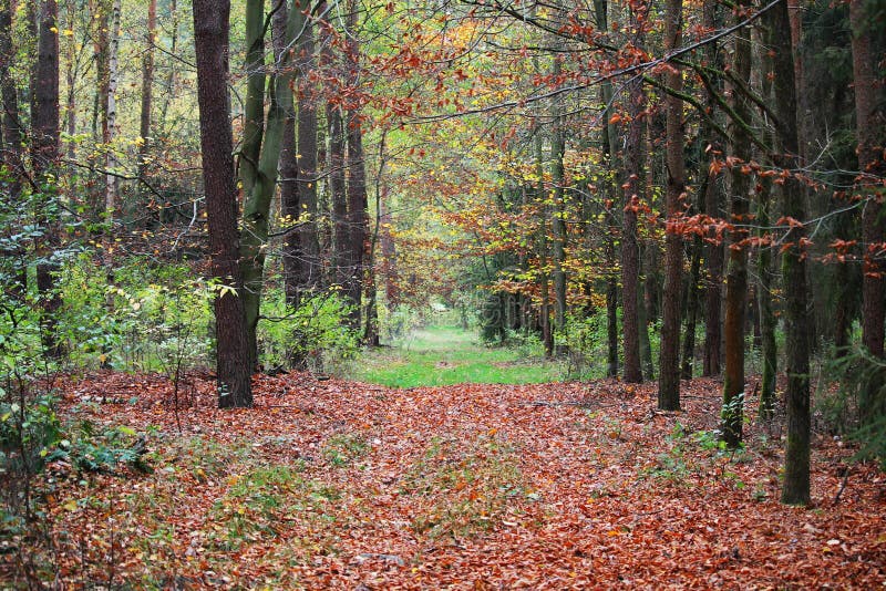 Path through an Autumn Forest Stock Photo - Image of forest, color ...