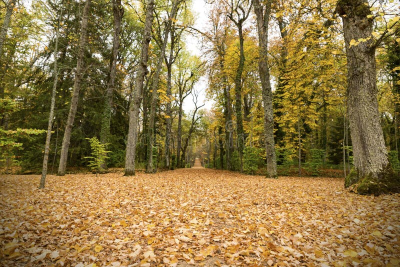 Path in the autumn forest stock image. Image of fall - 82292637