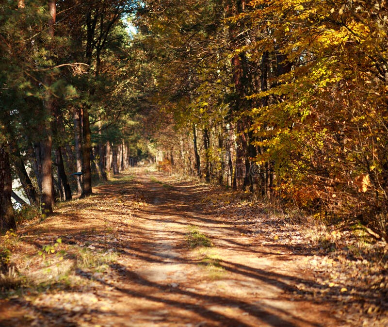 Path in the Autumn Forest in Rays of the Rising Sun Stock Photo - Image ...