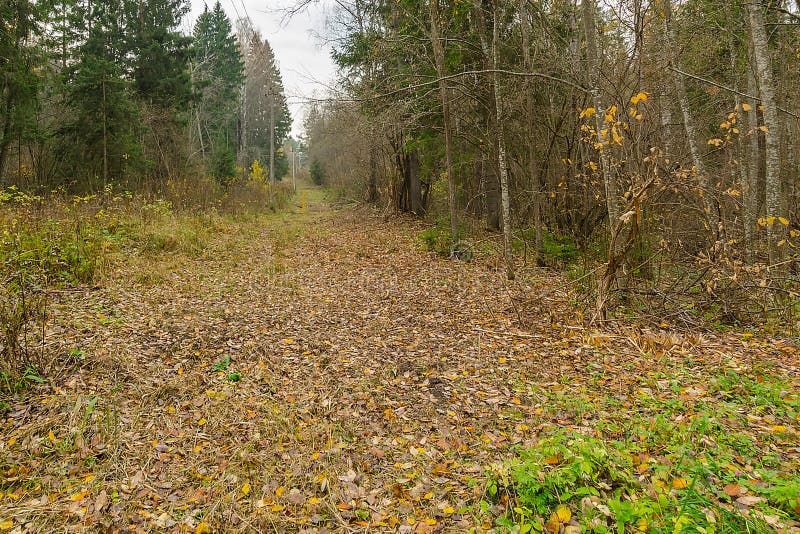 Path in the Autumn Forest. Forest Road Going into the Distance Stock ...