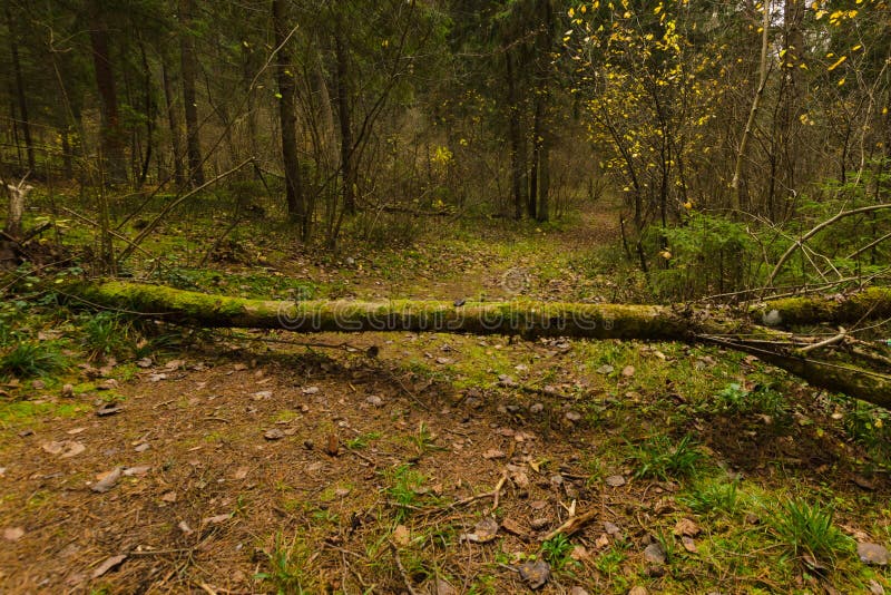 Path in the Autumn Forest. Forest Road Going into the Distance Stock ...