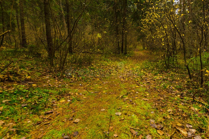 Path in the Autumn Forest. Forest Road Going into the Distance Stock ...