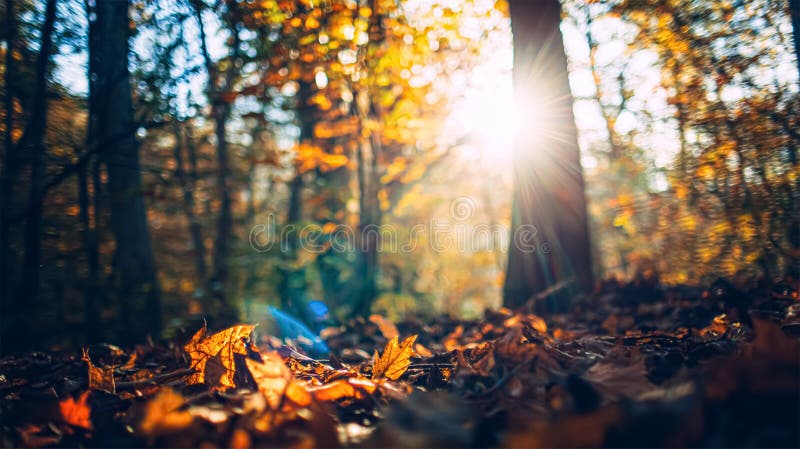 Path in the Autumn Forest. Autumn Forest Path. Forest Path in Autumn ...