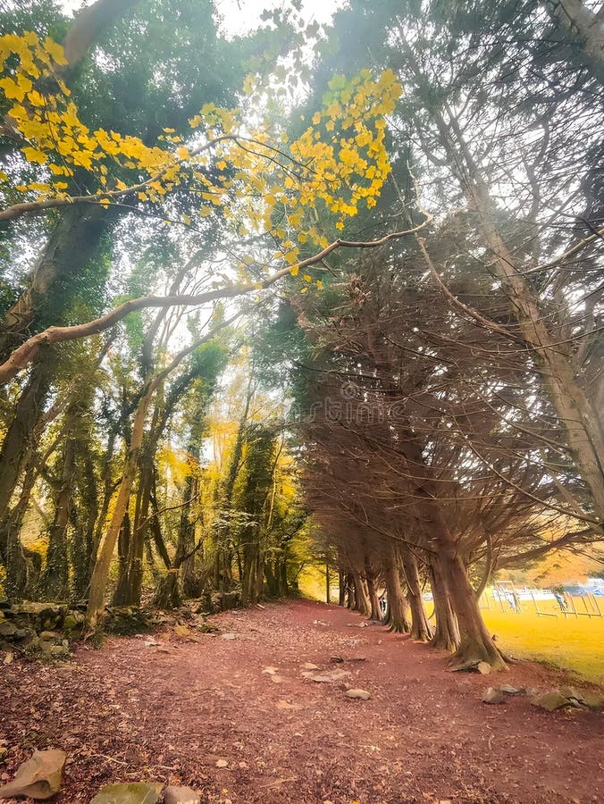 A Path through the Autumn Forest with Sunrays Hitting the Ground Stock ...