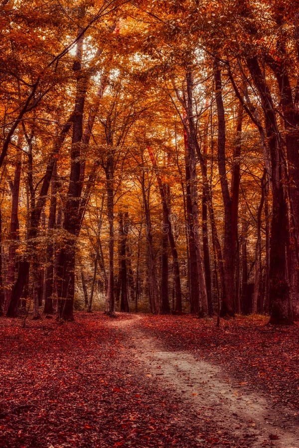 Autumn Forest, Vertical Picture. Image: 1820267