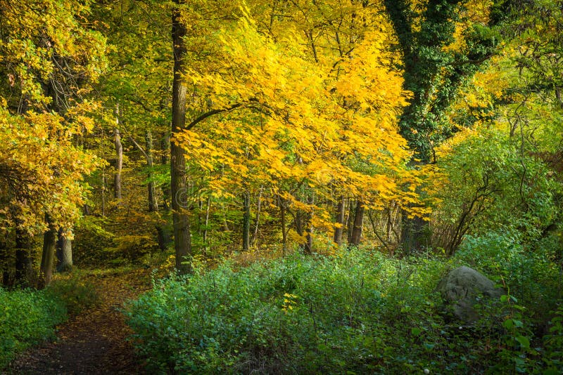 Path in the Autumn Forest with Yellow and Green Leaves Stock Image ...