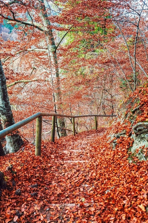 Path in the autumn park stock photo. Image of fall, fresh - 26244102