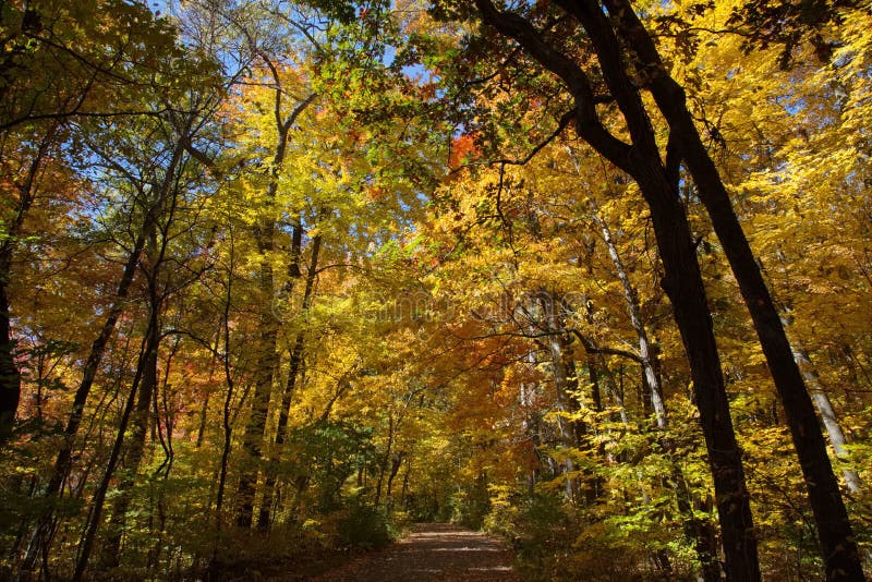 A Path in Autumn Season with Autumn Trees Stock Image - Image of golden ...